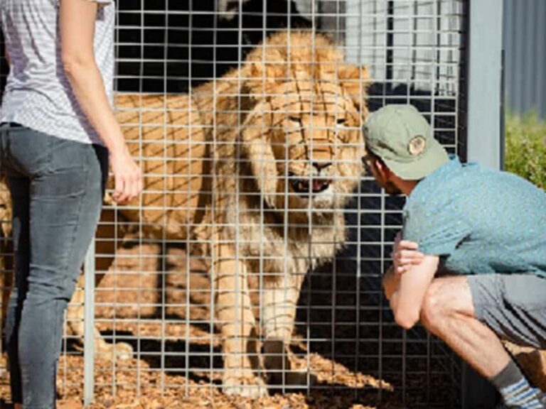 Monarto Safari Park: Lions At Bedtime - Who Will Love This Experience?