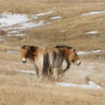 Mongolia: Hustai National Park - Wildlife Watching in the Winter Landscape