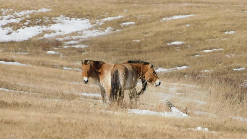 Mongolia: Hustai National Park - Wildlife Watching in the Winter Landscape