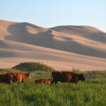 Mongolian Gobi Desert and Terelj Private Tour - Final Thoughts: The Value and Experience