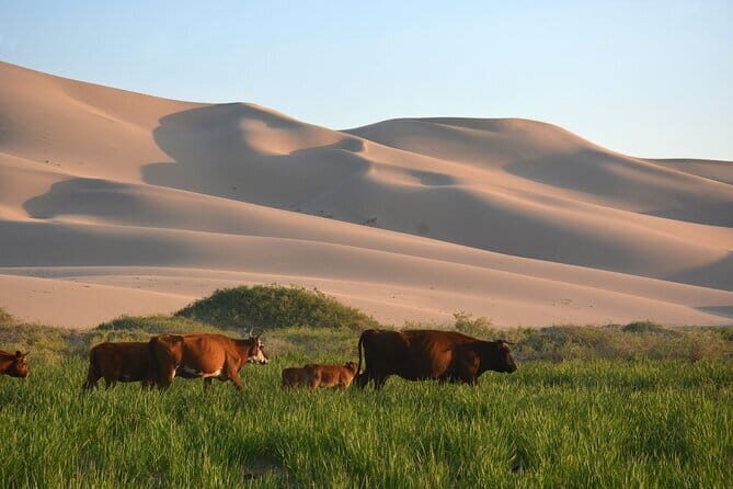 Mongolian Gobi Desert and Terelj Private Tour - Final Thoughts: The Value and Experience
