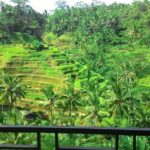 Monkey Forest, Ubud, Waterfall and Rice Terrace - Who Will Love This Tour?