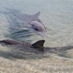 Monkey Mia Dolphins & Shark Bay Air Tour From Perth - Final Thoughts