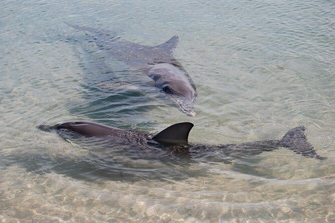 Monkey Mia Dolphins & Shark Bay Air Tour From Perth - Final Thoughts