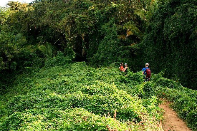 Monkey Mountain Jungle Hike Adventure - Who Is This Tour Best For?