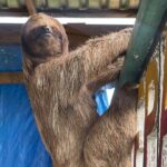 Monkeys and sloths, private tour , and beach - Who This Tour Is Perfect For