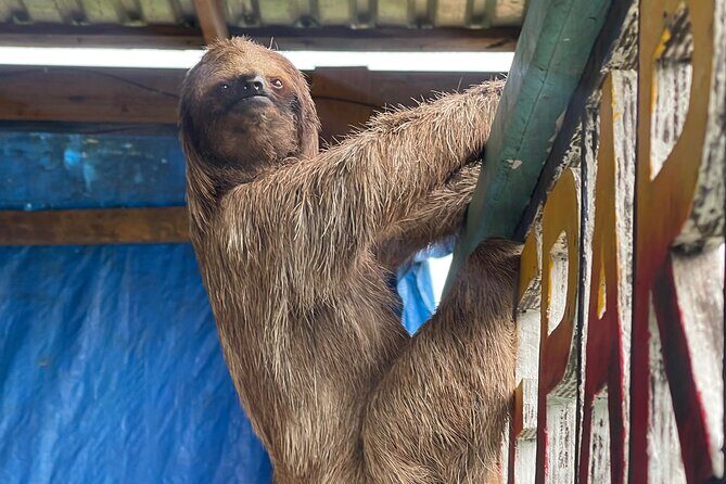 Monkeys and sloths, private tour , and beach - Who This Tour Is Perfect For