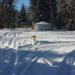 Mont-Tremblant: Dogsledding Nordic Adventure - Practical Tips for Making the Most of Your Tour