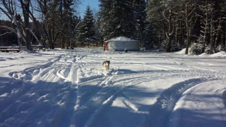 Mont-Tremblant: Dogsledding Nordic Adventure - Practical Tips for Making the Most of Your Tour