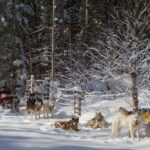 Mont-Tremblant: Dogsledding Valley Adventure - What to Expect from the Tour Duration and Practicalities