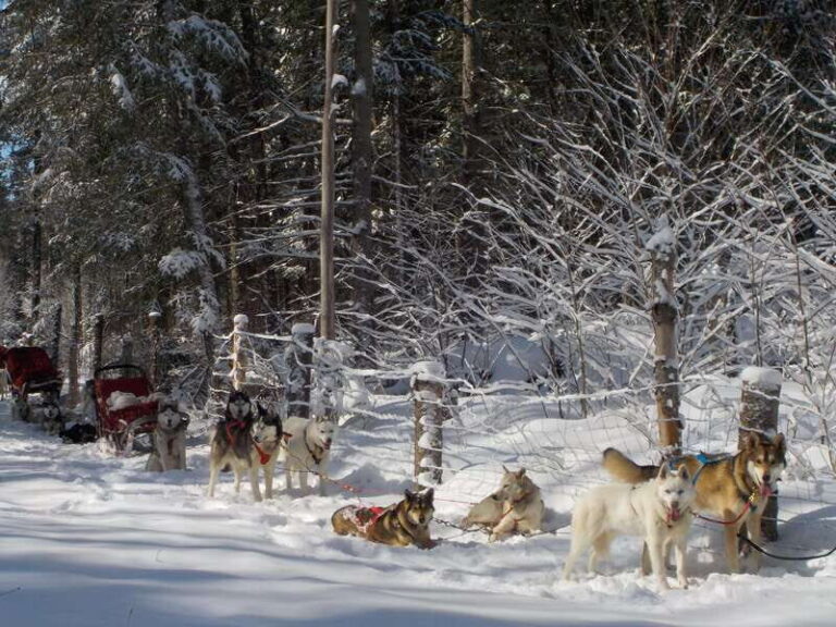 Mont-Tremblant: Dogsledding Valley Adventure - What to Expect from the Tour Duration and Practicalities