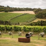 Montalto Vineyard: Mornington Peninsula Discovery Wine Tasting and Lunch - What to Expect and Considerations