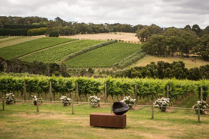 Montalto Vineyard: Mornington Peninsula Discovery Wine Tasting and Lunch - What to Expect and Considerations