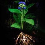 Montebello, QC: Omega Park ONIRO Immersive Experience at Night - The Sum Up