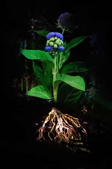 Montebello, QC: Omega Park ONIRO Immersive Experience at Night - The Sum Up