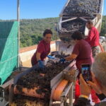 Montepulciano Pienza Montalcino Tour from Florence - Why Choose This Tour?