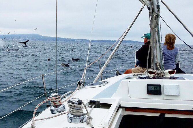 Monterey Private 3 - 4 Hour Whale Watching Cruise - What Travelers Can Expect and What They Might Not