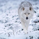 Montreal: Ecomuseum Zoo Entry Ticket - What to Expect at the Ecomuseum Zoo