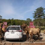 Montreal: Omega Park Canadian Wildlife Safari Adventure - What’s Included and What’s Not