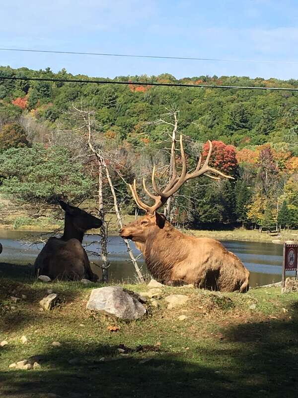 Montreal: Private Day Tour to Parc Omega & Montebello Lodge - What Makes This Tour Stand Out