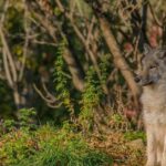 Montreal ZOO, private half day tour - A Closer Look at the Montreal ZOO Private Tour