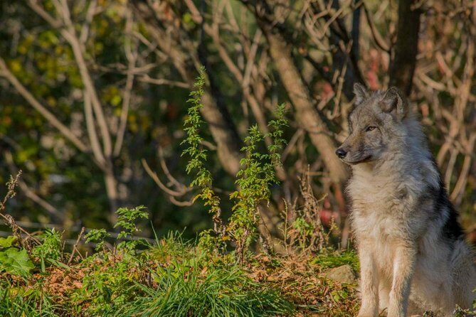 Montreal ZOO, private half day tour - A Closer Look at the Montreal ZOO Private Tour