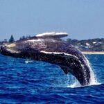 Mooloolaba: Whale Watching Cruise - What Makes This Tour Special?