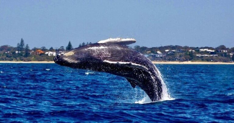 Mooloolaba: Whale Watching Cruise - What Makes This Tour Special?