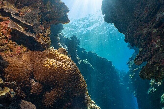 Moore Reef Day Tour with Dive from Cairns - Pricing and Value Analysis
