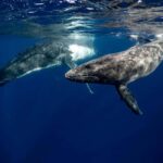 Moorea 4H Shared Boat Tour Whale Swimming and Snorkeling - FAQs