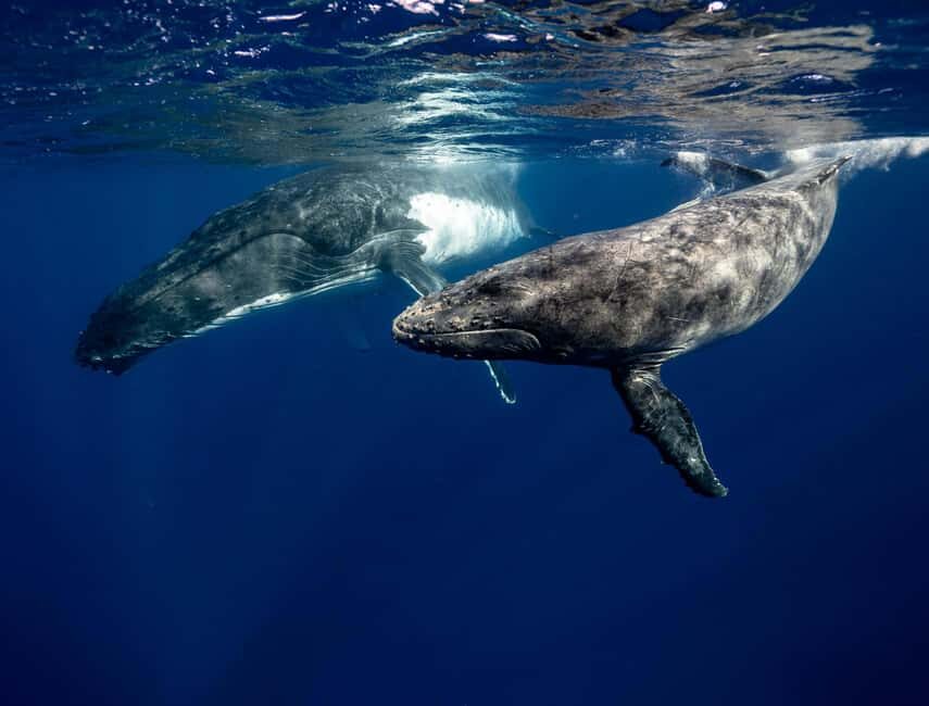 Moorea 4H Shared Boat Tour Whale Swimming and Snorkeling - FAQs