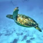 Moorea: Glass Bottom Boat Adventure with Lagoon Wonders - Authentic Encounters and Customer Feedback