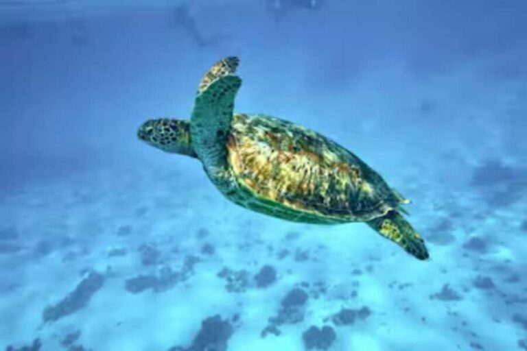 Moorea: Glass Bottom Boat Adventure with Lagoon Wonders - Authentic Encounters and Customer Feedback
