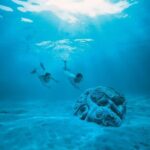 Moorea Lagoon Cruise 3 hours Snorkeling Tour - Analyzing the Value
