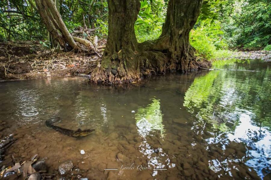 Moorea photographic excursion in private and adapted session - The Value of a Private, Adapted Experience