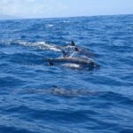 Moorea Private Boat Tour / Sea Scooter Snorkeling Tour - In-Depth Look at the Tour Itinerary
