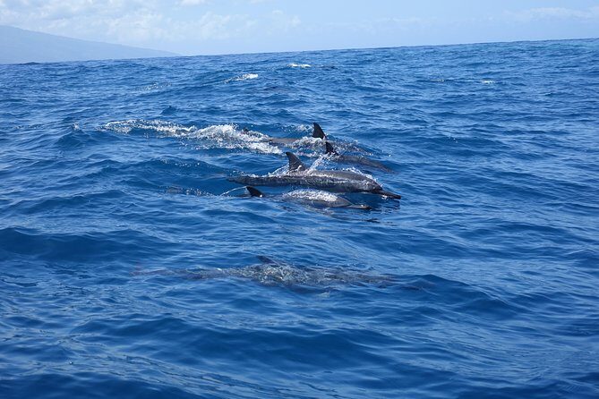 Moorea Private Boat Tour / Sea Scooter Snorkeling Tour - In-Depth Look at the Tour Itinerary