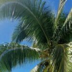 Moorea Private Full Day Tour - The Experience: What Travelers Can Expect