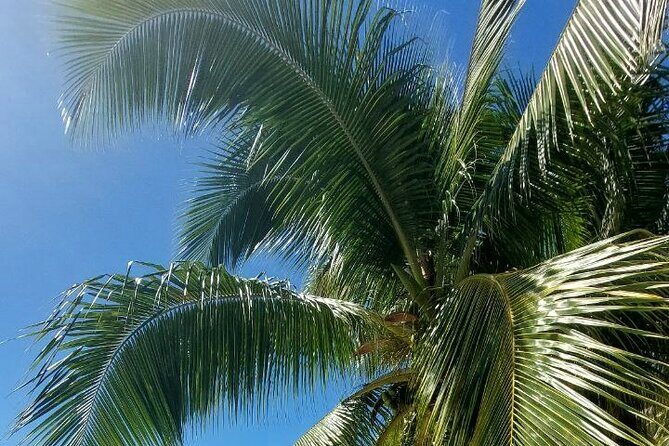 Moorea Private Full Day Tour - The Experience: What Travelers Can Expect
