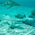 Moorea Solo or Twin 2 hours Jet Ski Tour - Authentic Traveler Perspectives