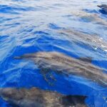Moorea Sunset Cruise - Who Is This Tour Best Suited For?