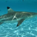 Moorea: Transparent Kayak Day Trip - Exploring the Lagoon in a Transparent Kayak