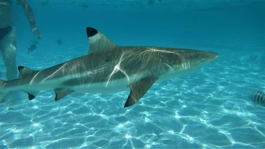 Moorea: Transparent Kayak Day Trip - Exploring the Lagoon in a Transparent Kayak