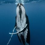 Moorea Whales Watching and Swimming Half Day Shared Tour - Authentic Encounters and Practical Considerations