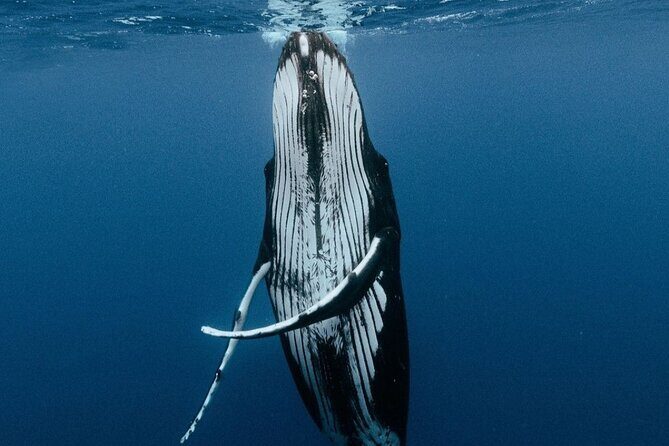 Moorea Whales Watching and Swimming Half Day Shared Tour - Authentic Encounters and Practical Considerations