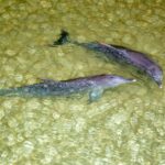 Moreton Island: Desert Safari Tour & Dolphin Viewing - What Makes This Tour a Good Deal?