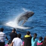 Moreton Island: Tangalooma Day Trip & Whale Watching Cruise - Key Points