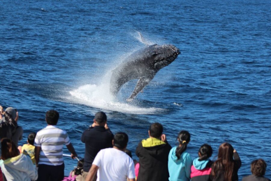 Moreton Island: Tangalooma Day Trip & Whale Watching Cruise - Key Points
