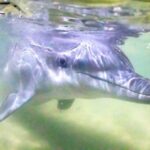 Moreton Island: Tangalooma Snorkeling Tour & Dolphin Feeding - Detailed Breakdown of the Itinerary
