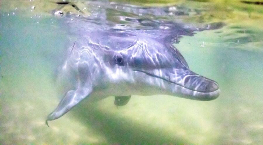 Moreton Island: Tangalooma Snorkeling Tour & Dolphin Feeding - Detailed Breakdown of the Itinerary